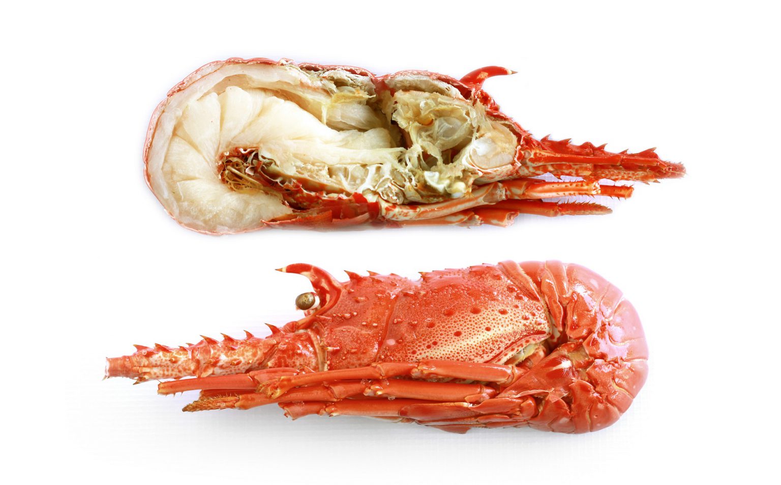 Export Sales - CENTRAL AMERICAN FISHERIES, S.A.