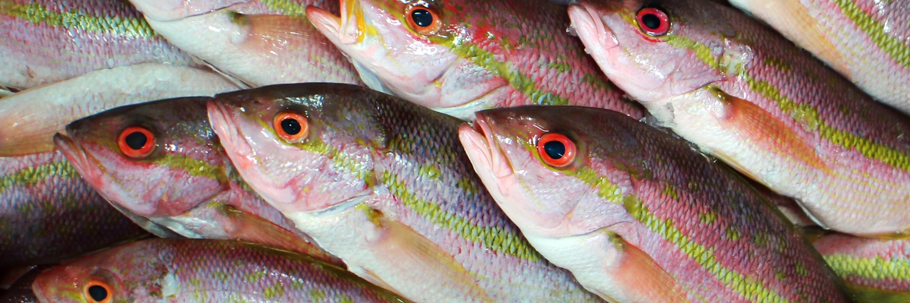 Productos – CENTRAL AMERICAN FISHERIES, S.A.